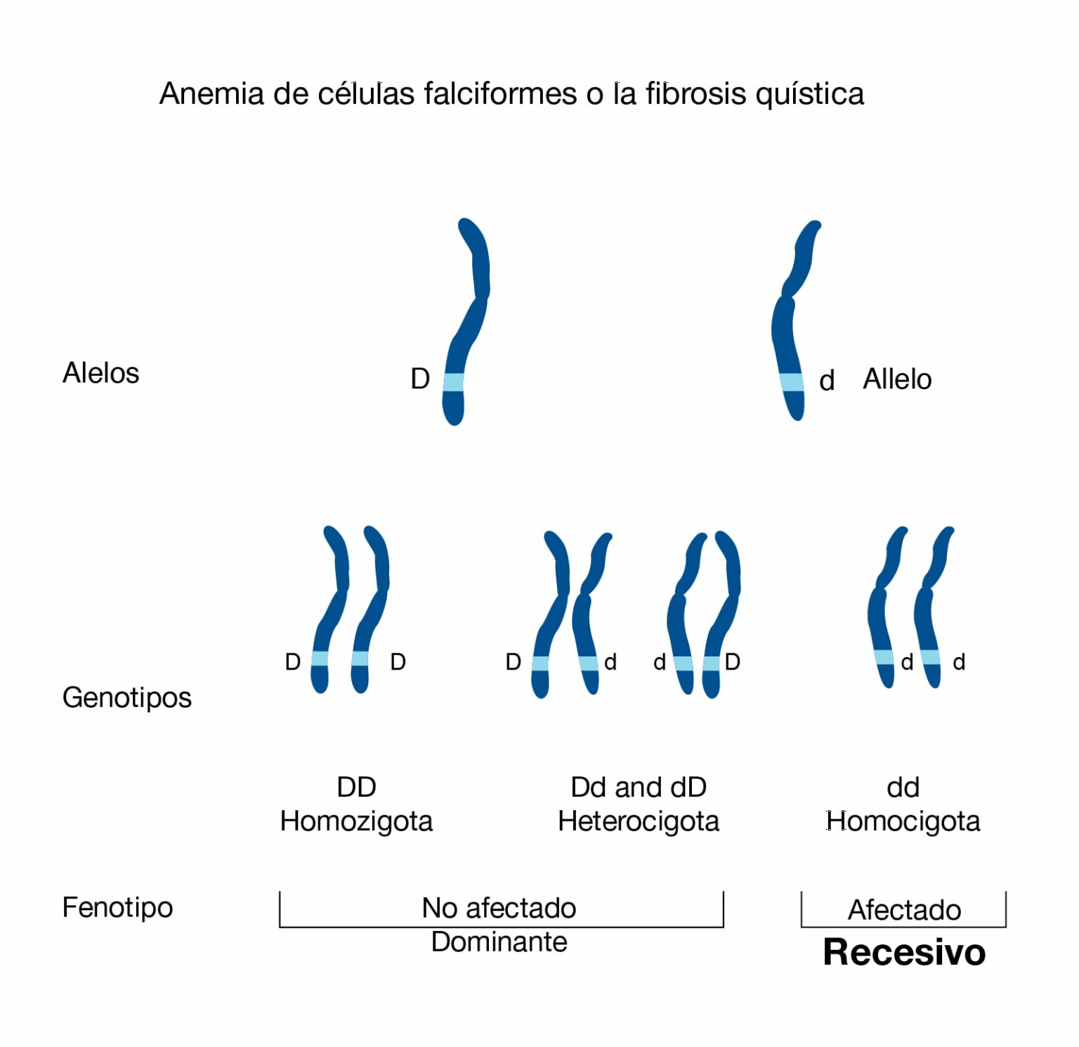 ¿Qué es un gen recesivo y dominante? - Diferencias y ejemplos
